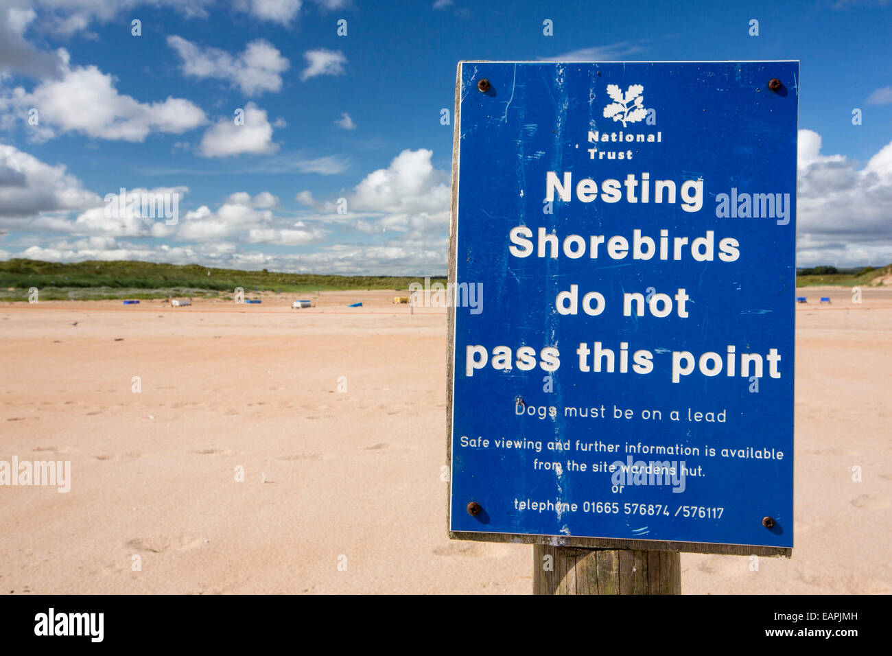 A nesting colony of Arctic and Little Terns near Low Newton ...
