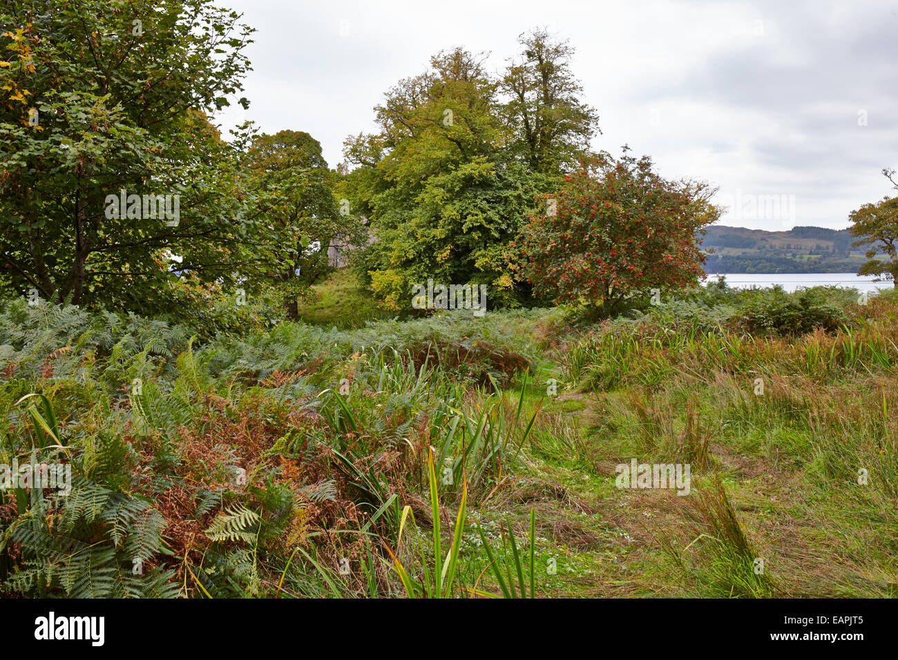 By Castle Lachlan. Overlooking Loch Fyne. Near Strachur. Argyll ...