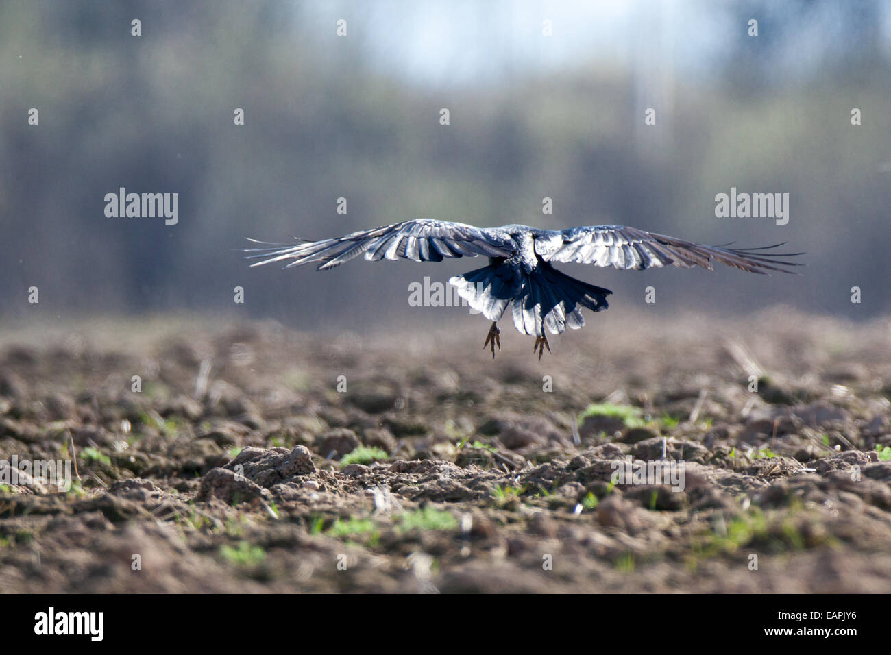 Common raven bird hi-res stock photography and images - Alamy
