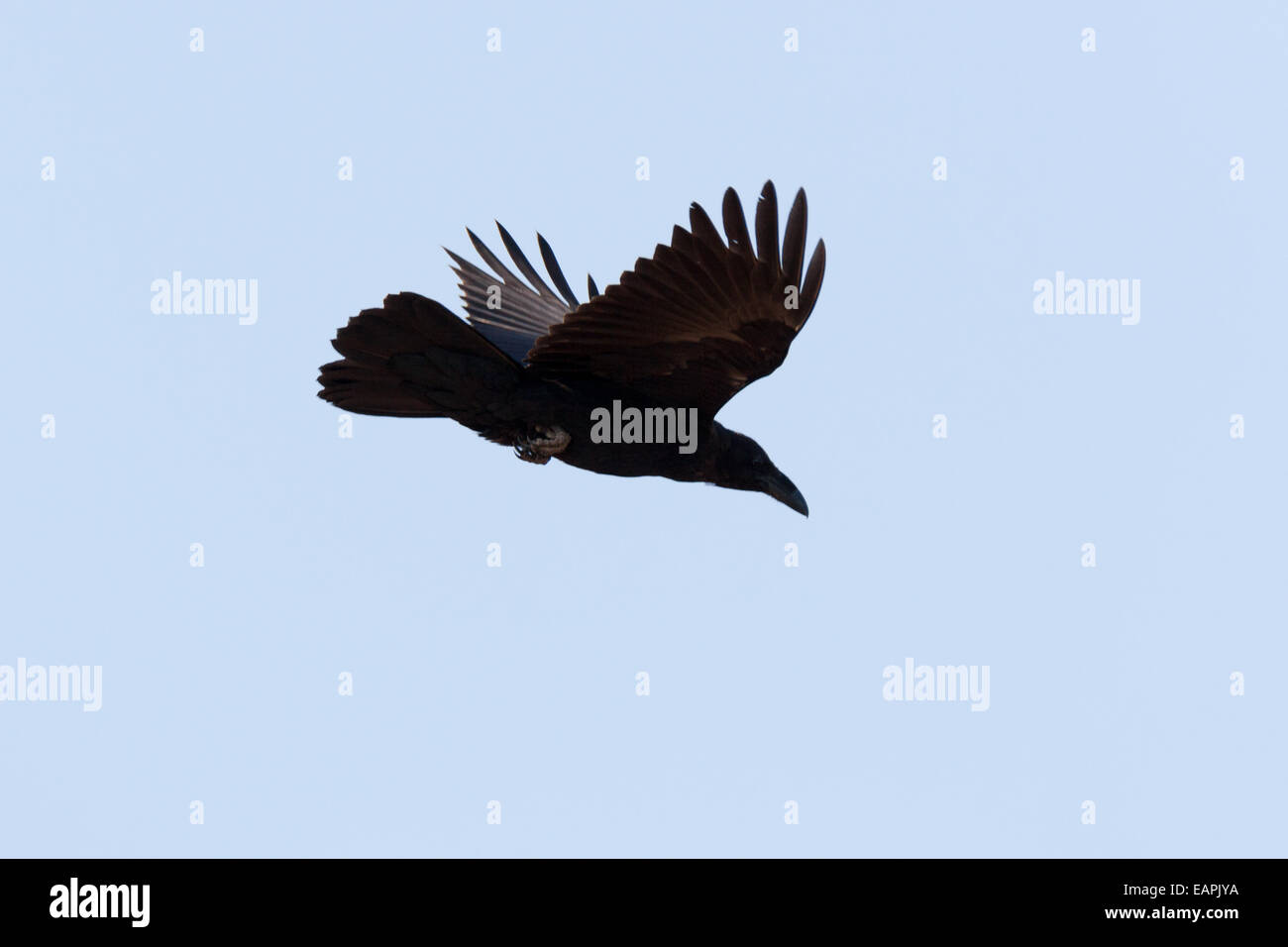 Corvus corax, Common Raven is in the Nature Stock Photo - Alamy