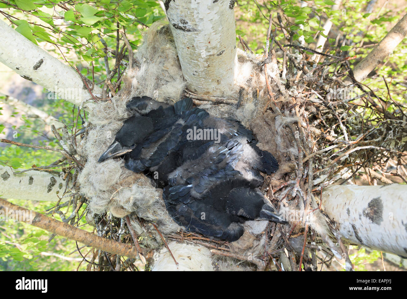 Nest of the Corvus corax, Common Raven in the Nature Stock Photo - Alamy