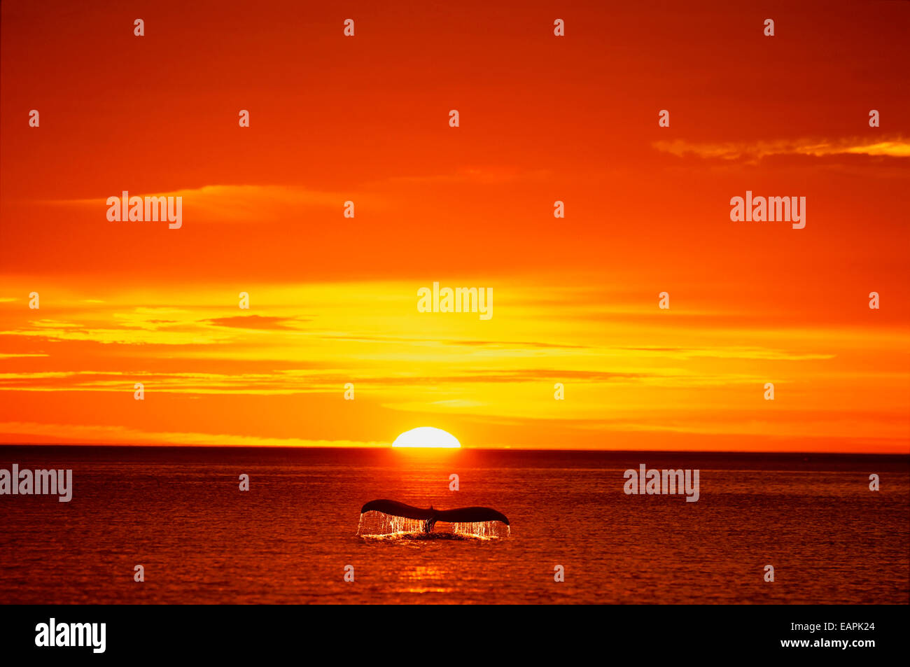 Humpback Whale Tail @ Sunset Se Composite Stock Photo - Alamy
