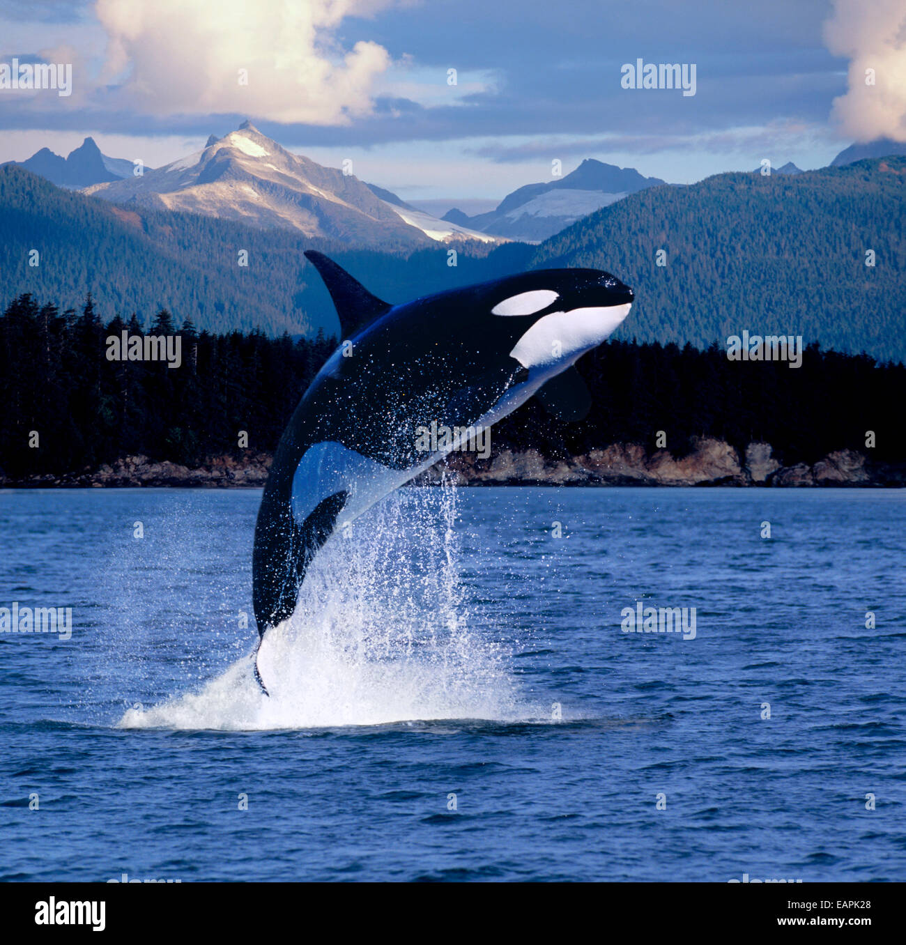 Orca Whale Breaching Near Baranof Island Se Composite Stock Photo - Alamy