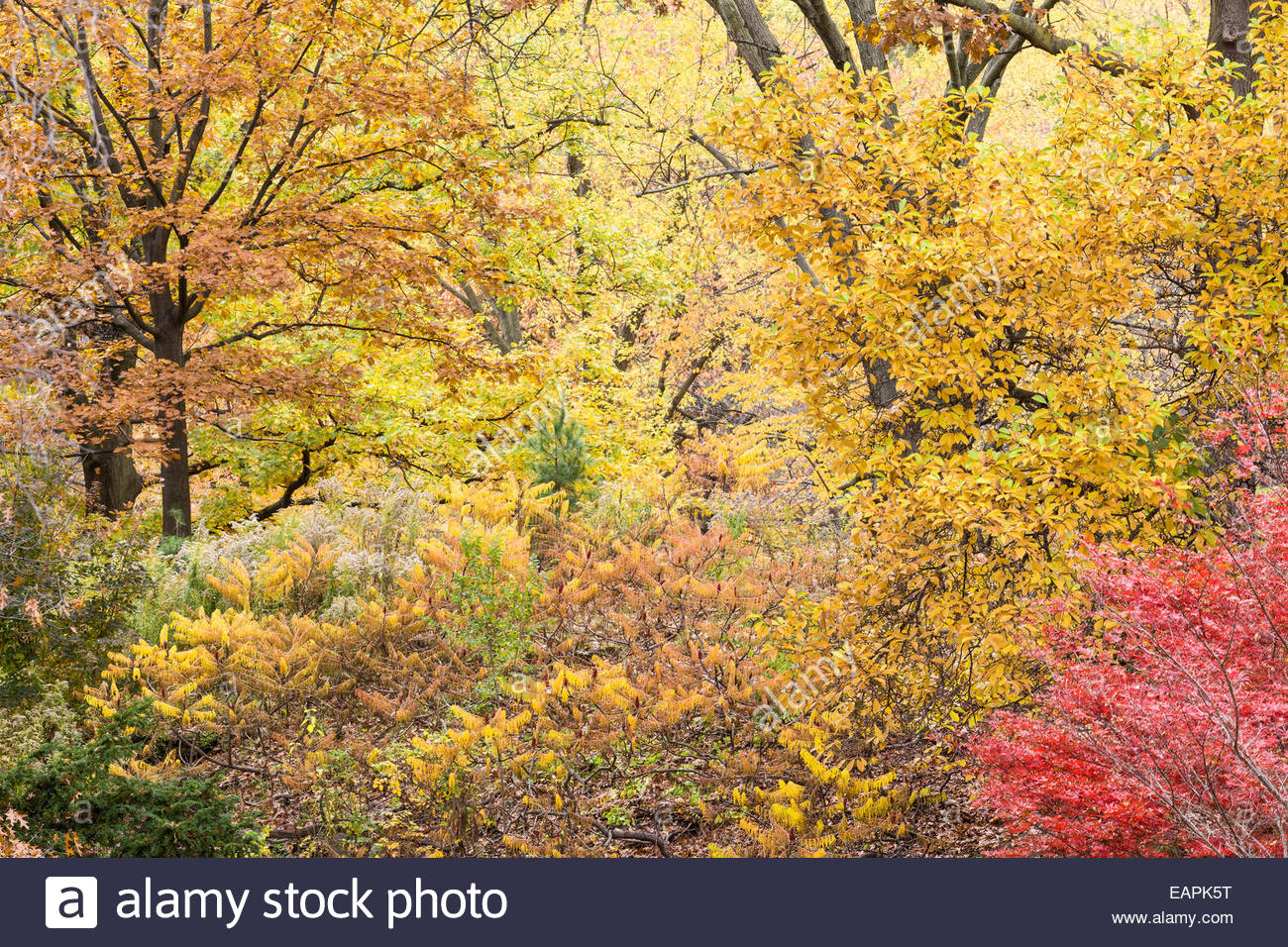 Oak Savanna High Resolution Stock Photography and Images - Alamy