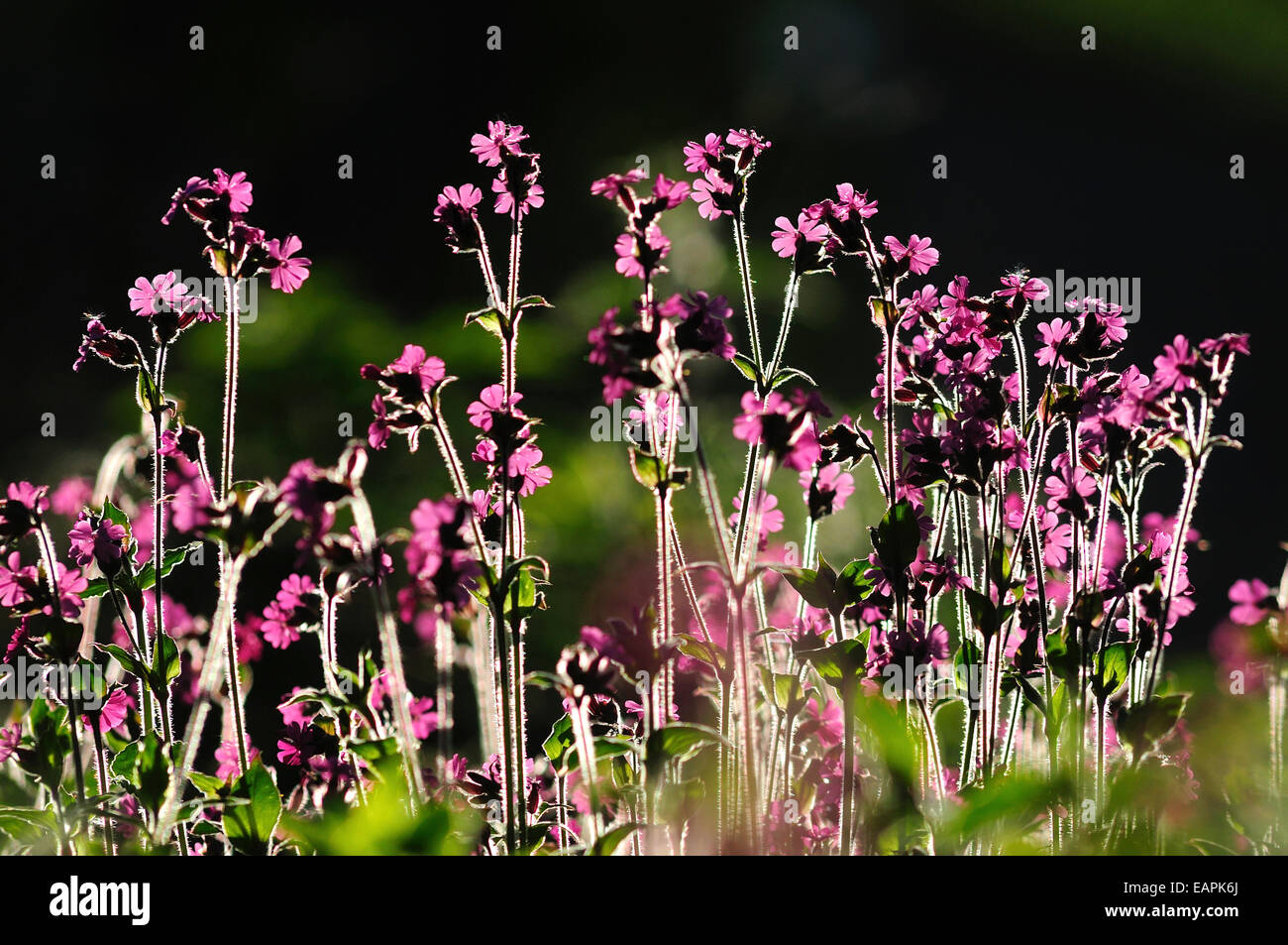 A view of a clump of red campion flowers UK Stock Photo - Alamy