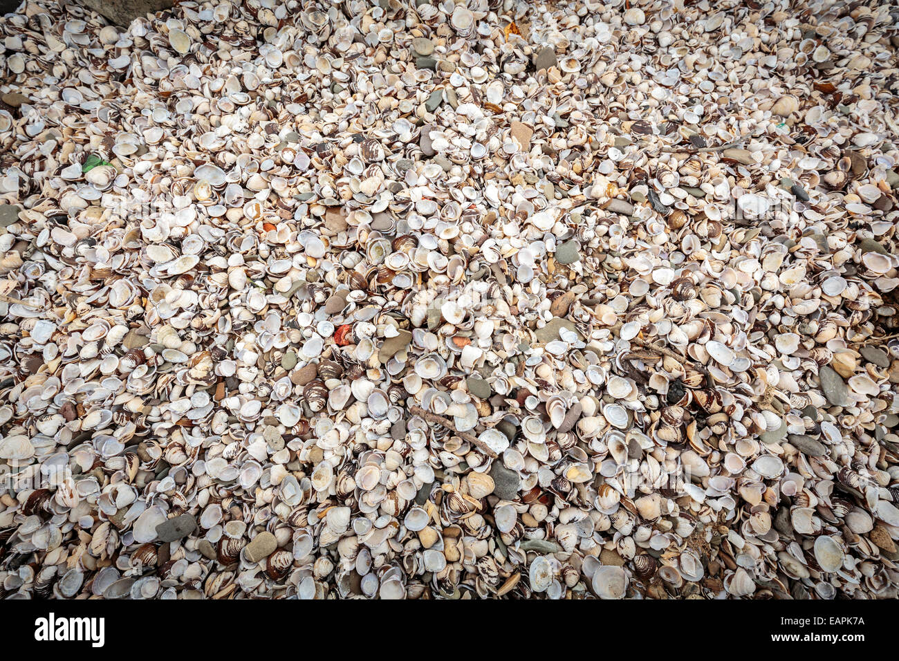 background with sea shells on the riverside Stock Photo - Alamy