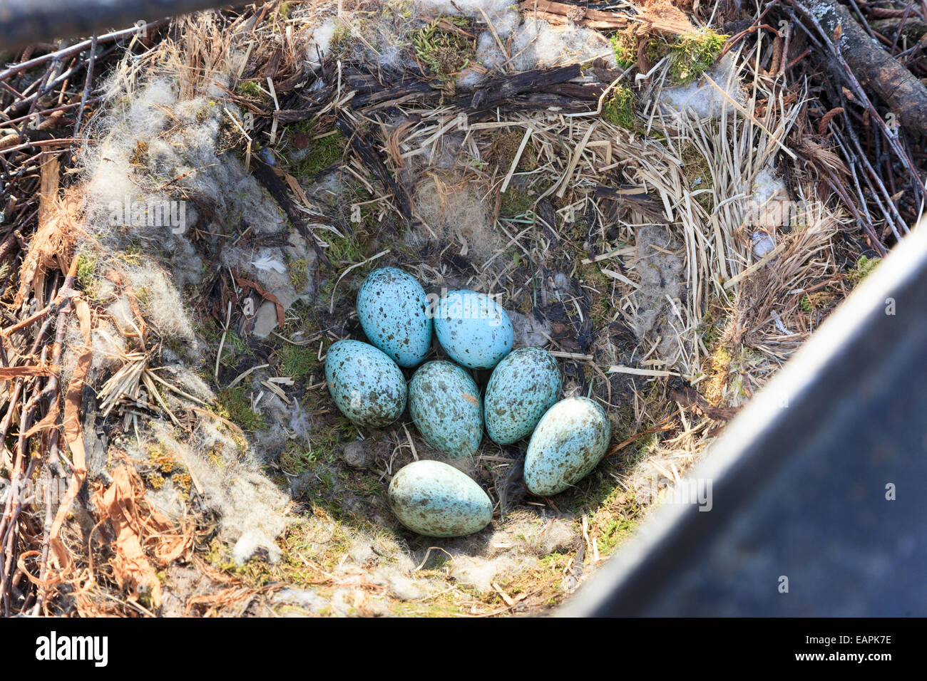 Nest of the Corvus corax, Common Raven in the Nature Stock Photo - Alamy