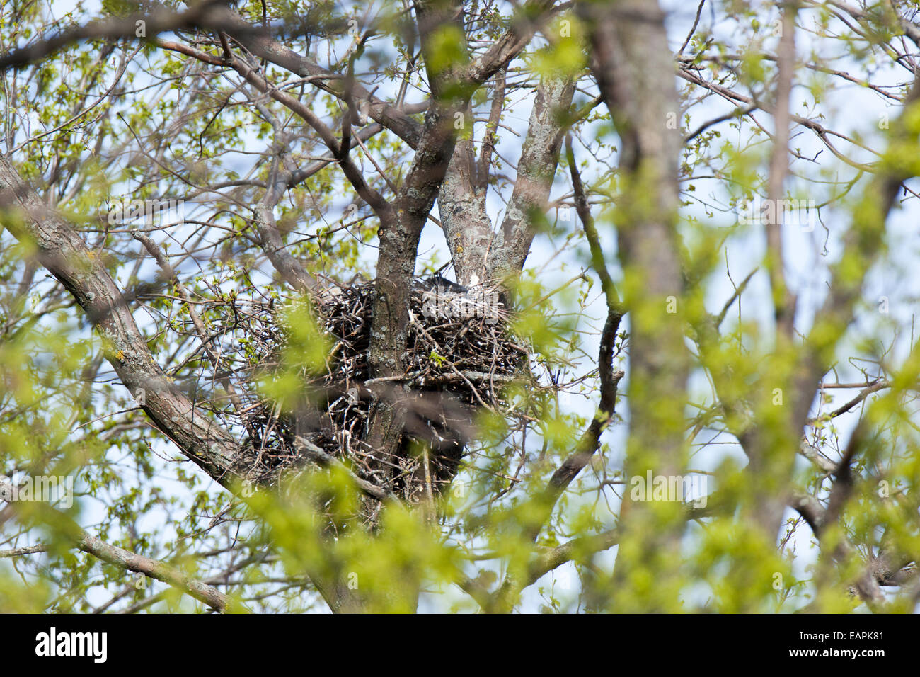 Nest of the Corvus corax, Common Raven in the Nature Stock Photo - Alamy