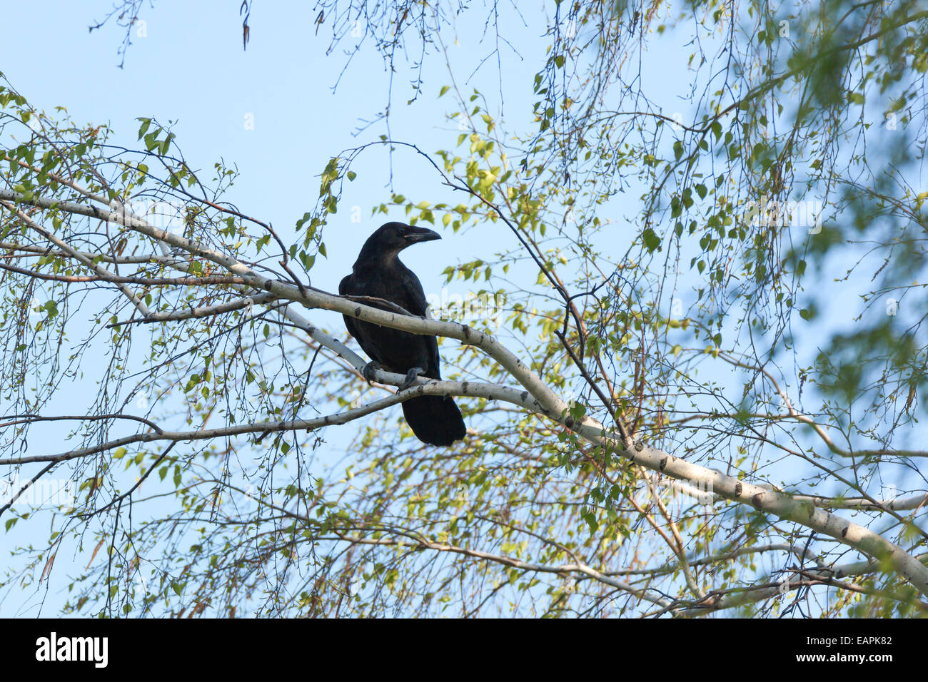 Corvus corax, Common Raven is in the Nature Stock Photo - Alamy