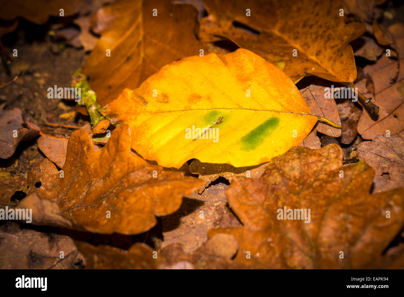 single autumn beech leave at the forest soil Stock Photo - Alamy