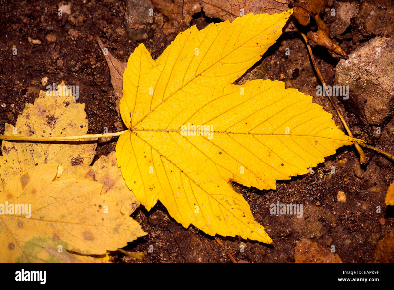 single autumn maple leave at the forest soil Stock Photo - Alamy