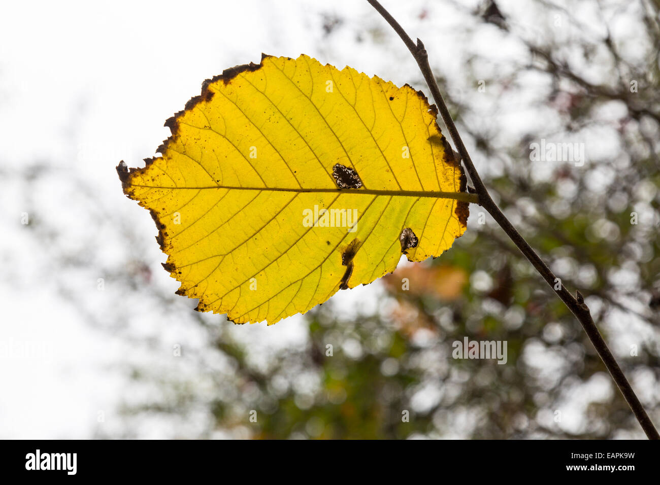 branch with single autumn beech leaf Stock Photo - Alamy