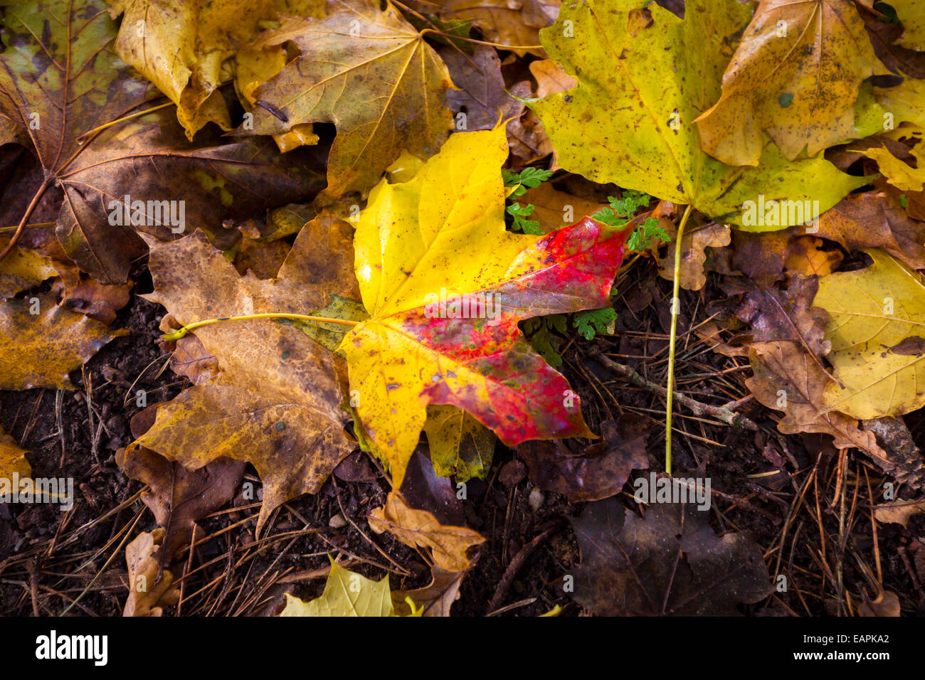 single autumn maple leave at the forest soil Stock Photo - Alamy