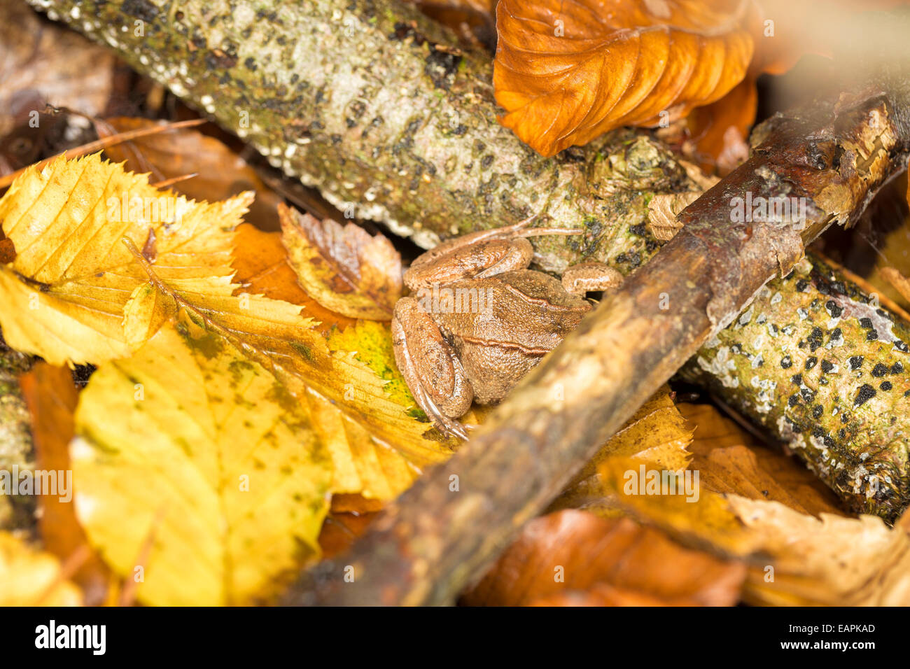 brown frog hidden between autumn leaves Stock Photo - Alamy