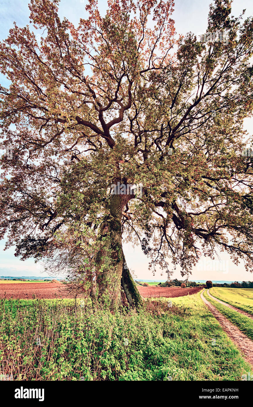 lime tree near a road and fields in autumn Stock Photo - Alamy