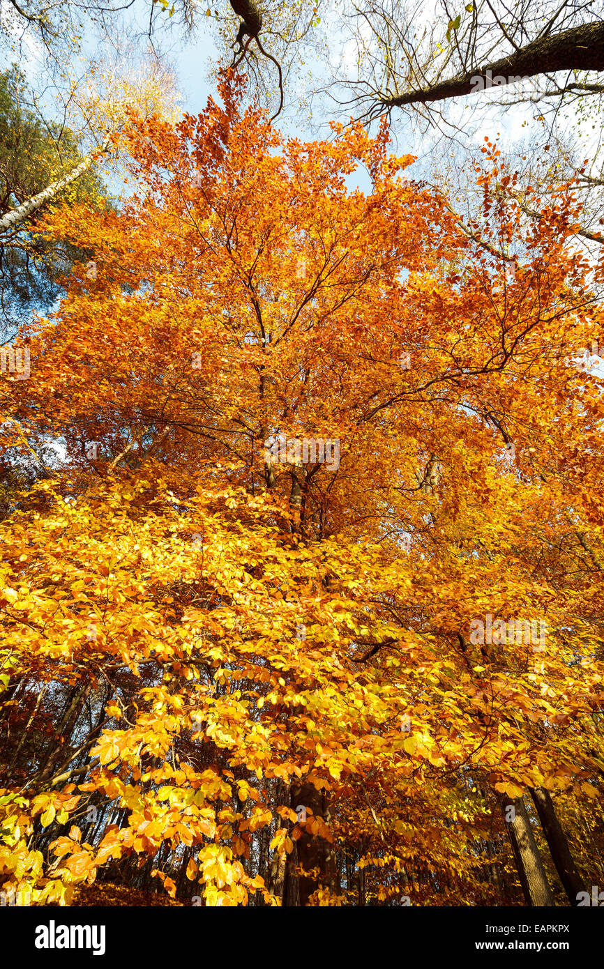 beech tree in autumn with blue sky Stock Photo - Alamy