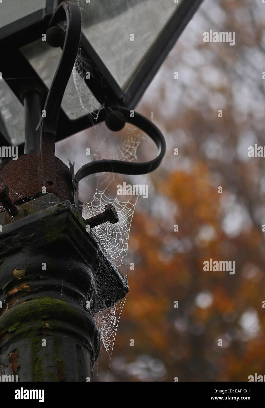 Lamp Post Spider Webs Stock Photo - Alamy