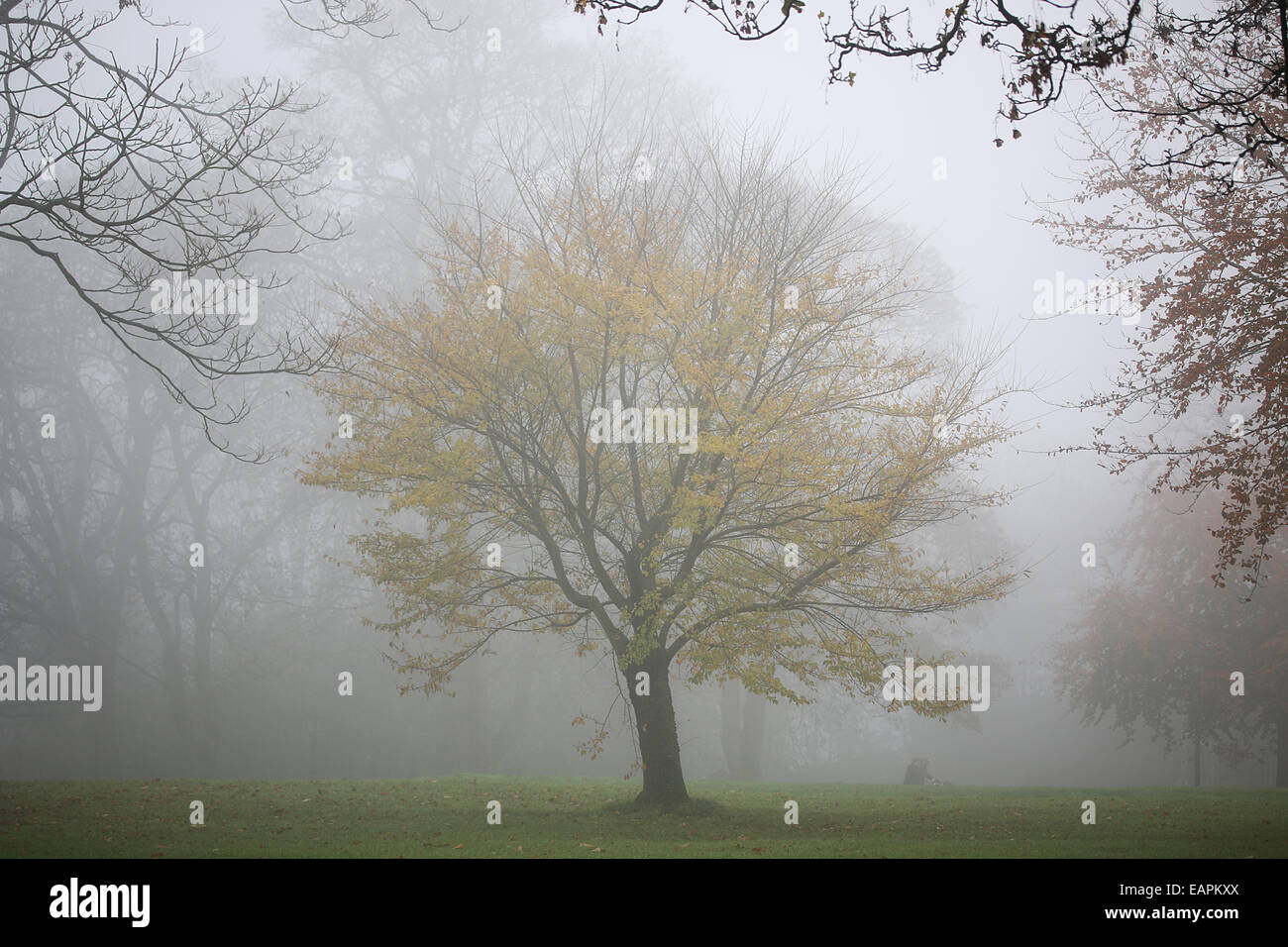 Mist tree hi-res stock photography and images - Alamy