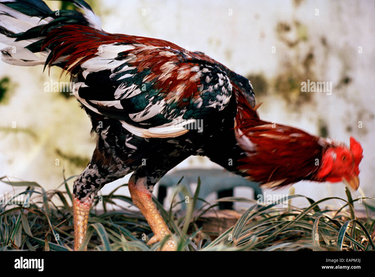 Rooster in Yogyakarta in Java in Indonesia in Southeast Asia Far East ...