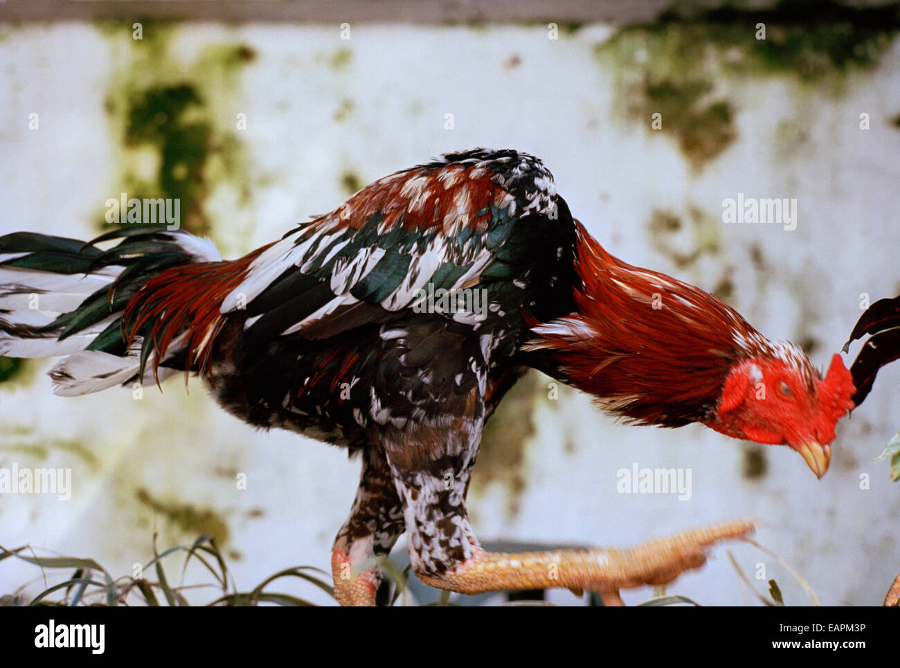 Rooster in Yogyakarta in Java in Indonesia in Southeast Asia Far East ...