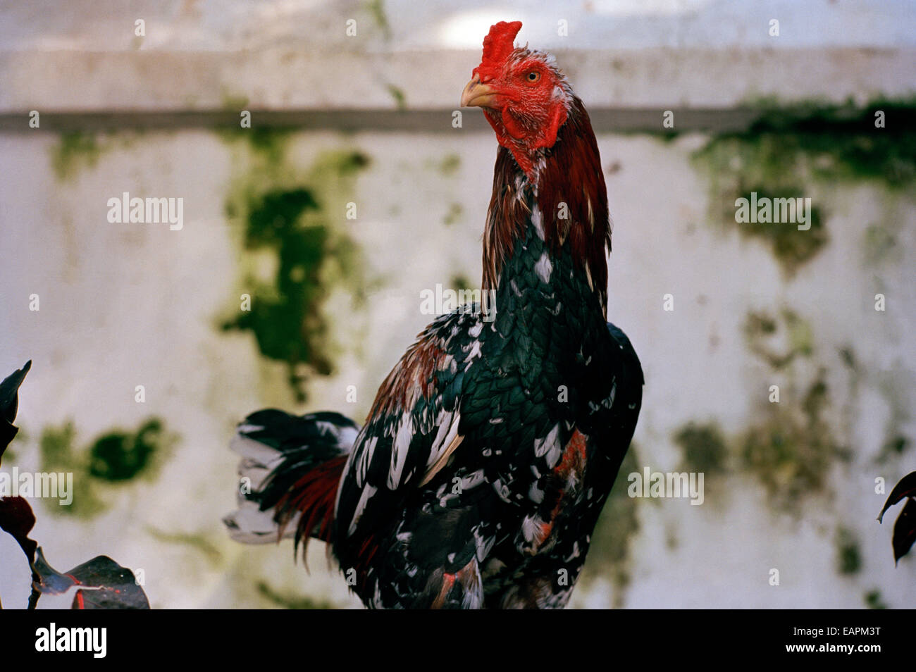 A rooster bird in Yogyakarta in Java in Indonesia in Southeast Asia Far ...
