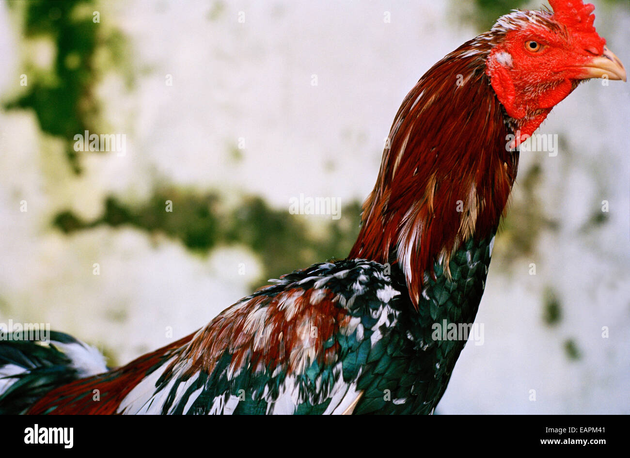 Rooster in Yogyakarta in Java in Indonesia in Southeast Asia Far East ...