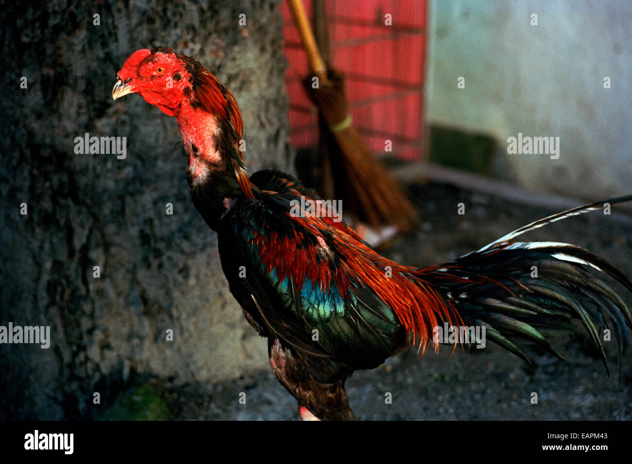 Rooster in Yogyakarta in Java in Indonesia in Southeast Asia Far East ...