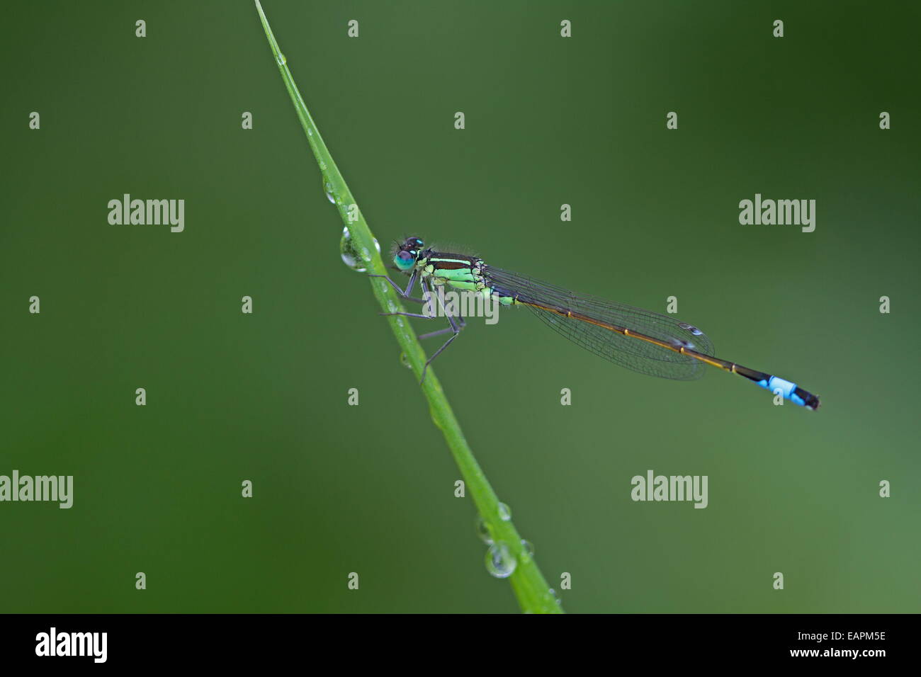 Damselfly colors hi-res stock photography and images - Alamy
