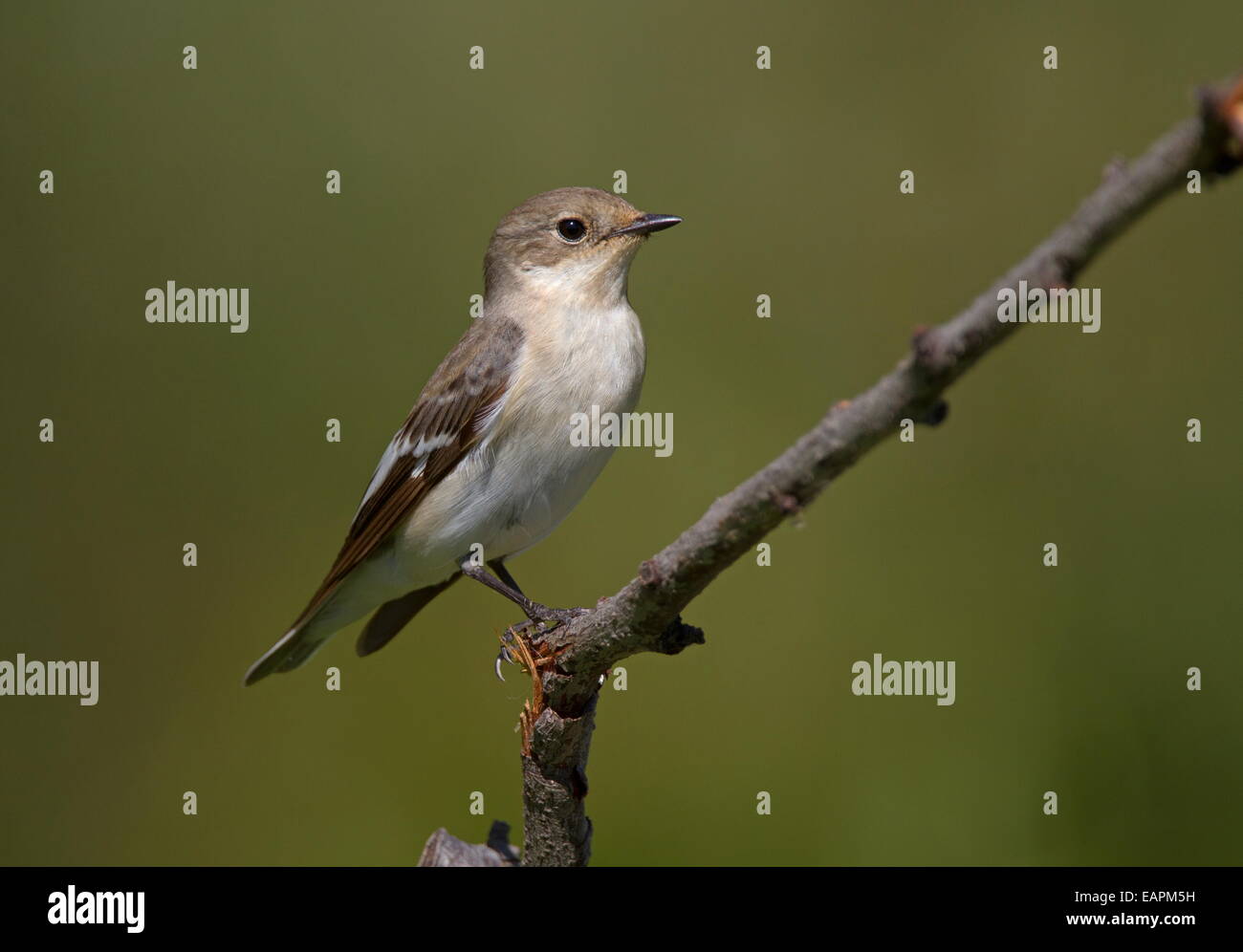 Female Collared Flycatcher Stock Photo - Alamy
