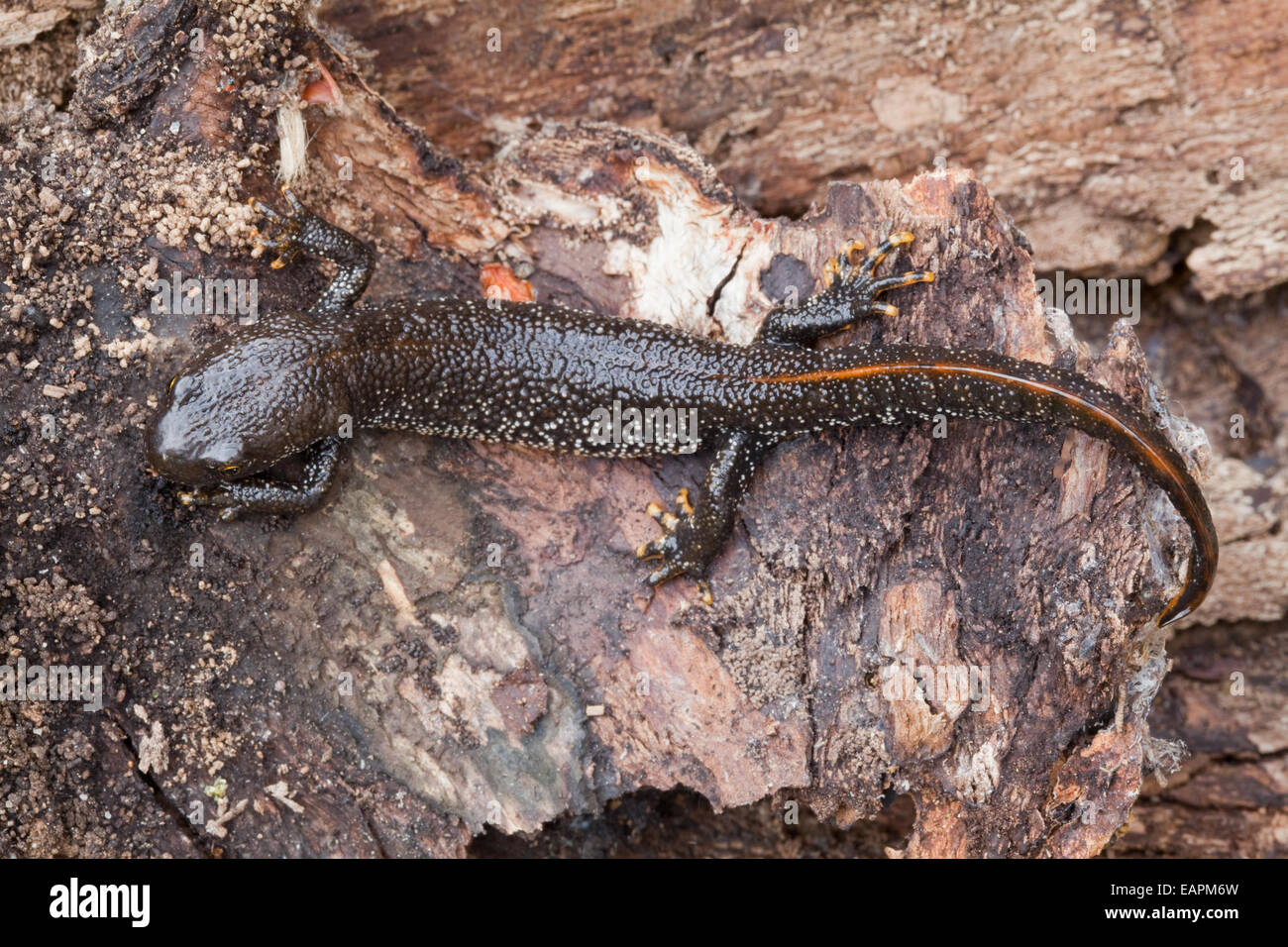 Damp terrestrial habitat hi-res stock photography and images - Alamy
