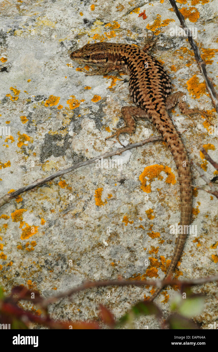 Adult male lizard hi-res stock photography and images - Alamy