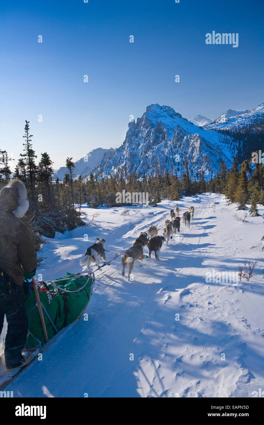 Recreational dog mushing hi-res stock photography and images - Alamy