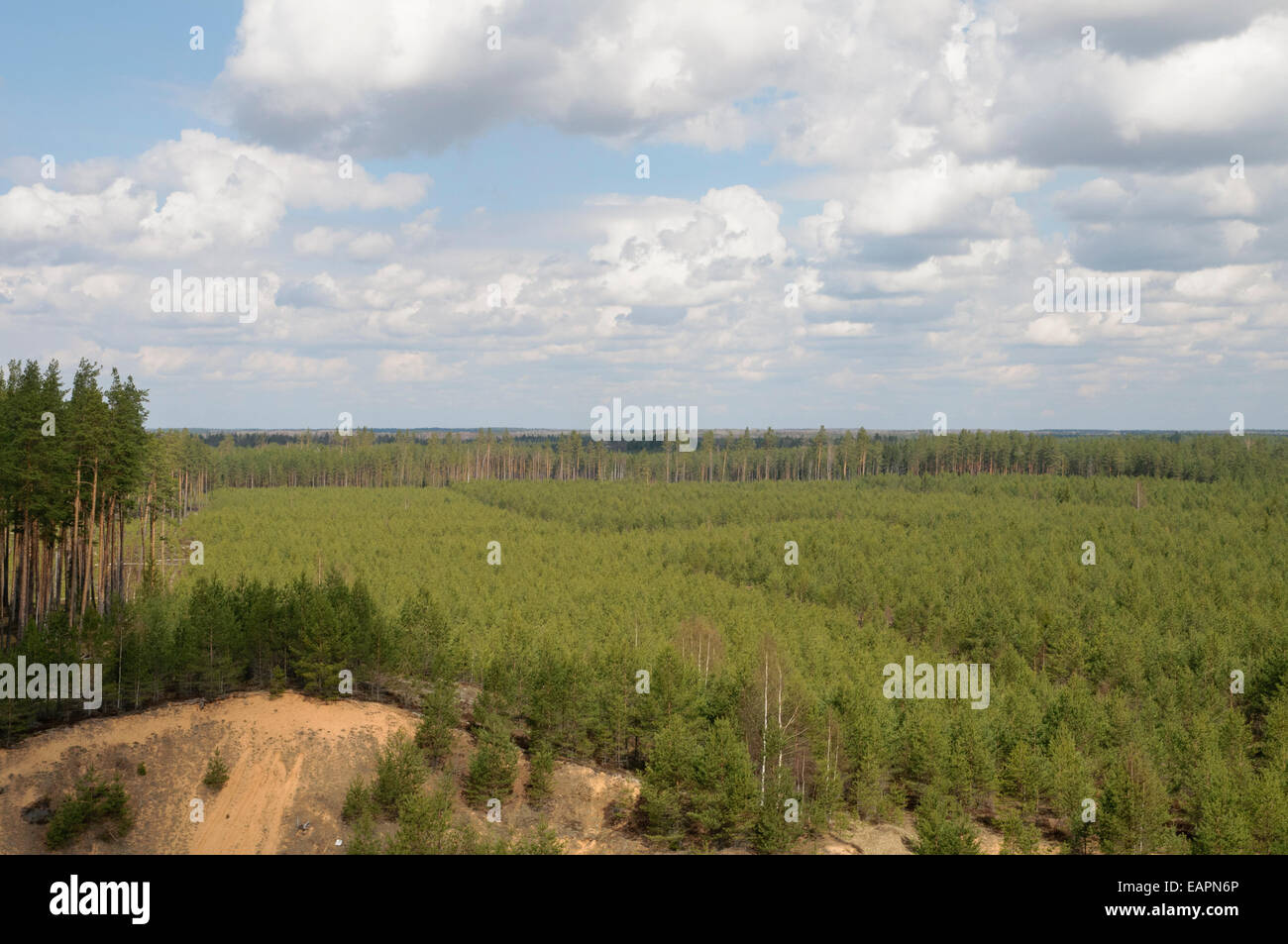 Forestry plantation plantations hi-res stock photography and images - Alamy