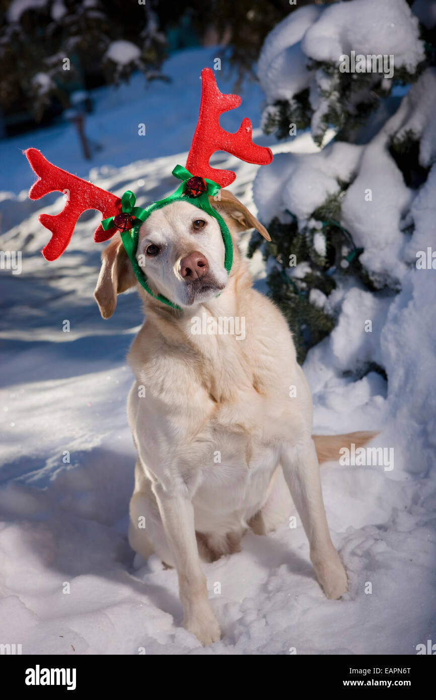 Yellow Labrador Retreiver Wearing Reindeer Antlers Sitting In The Snow ...