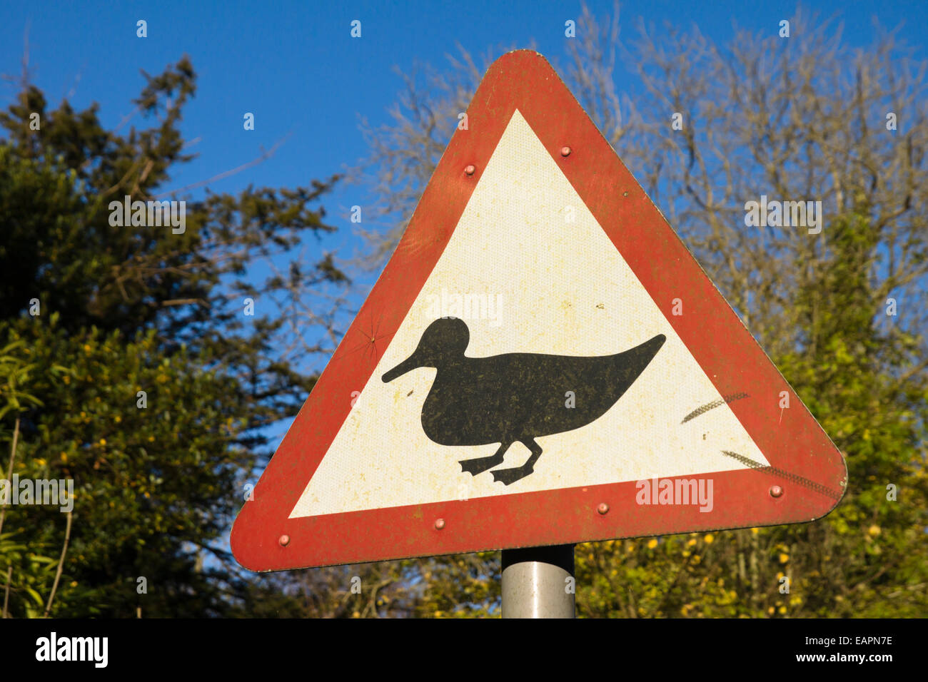 Wilton Wiltshire England UK Mind the Ducks Sign Stock Photo - Alamy