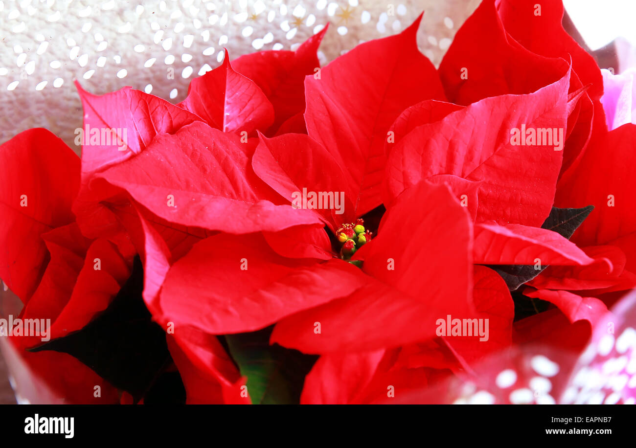 Christmas flower hi-res stock photography and images - Alamy