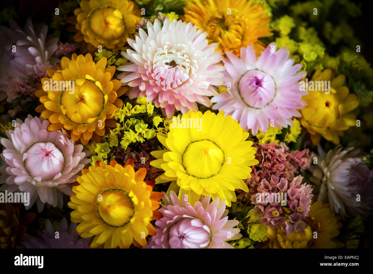 Helipterum - Everlasting Flower, Immortelle, Rhodanthe, Strawflower in ...