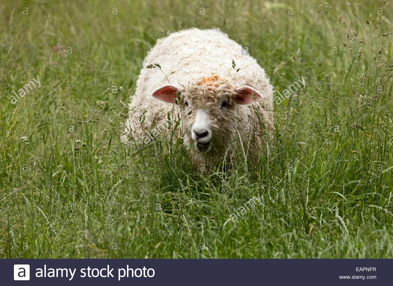 Longwool Sheep High Resolution Stock Photography and Images - Alamy