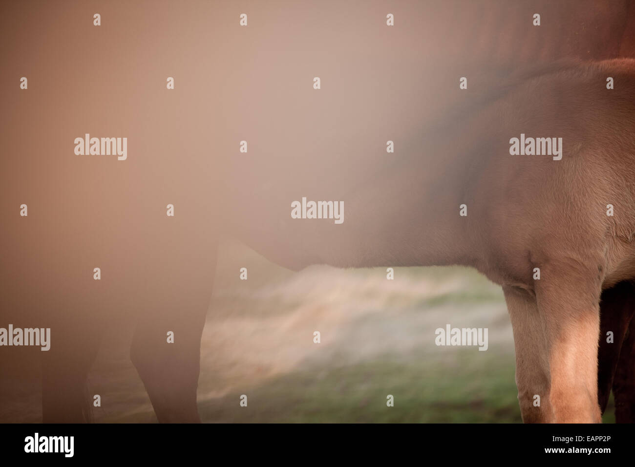 Foal behind mother hi-res stock photography and images - Alamy