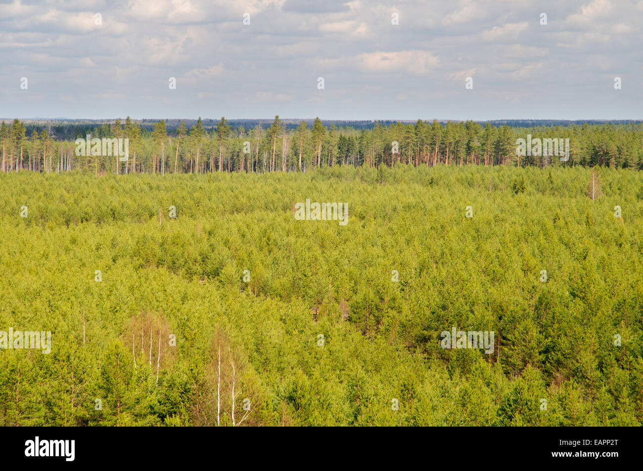 Forestry Plantation Plantations High Resolution Stock Photography and ...