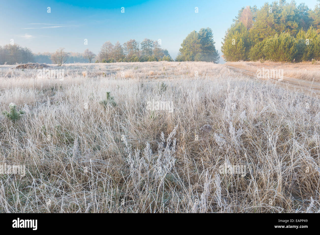 Beautiful landscape with hoarfrost Stock Photo - Alamy