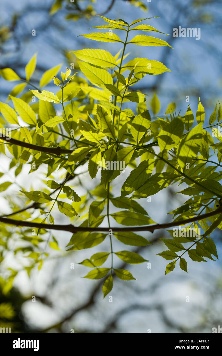 Common ash leaves on hi-res stock photography and images - Alamy