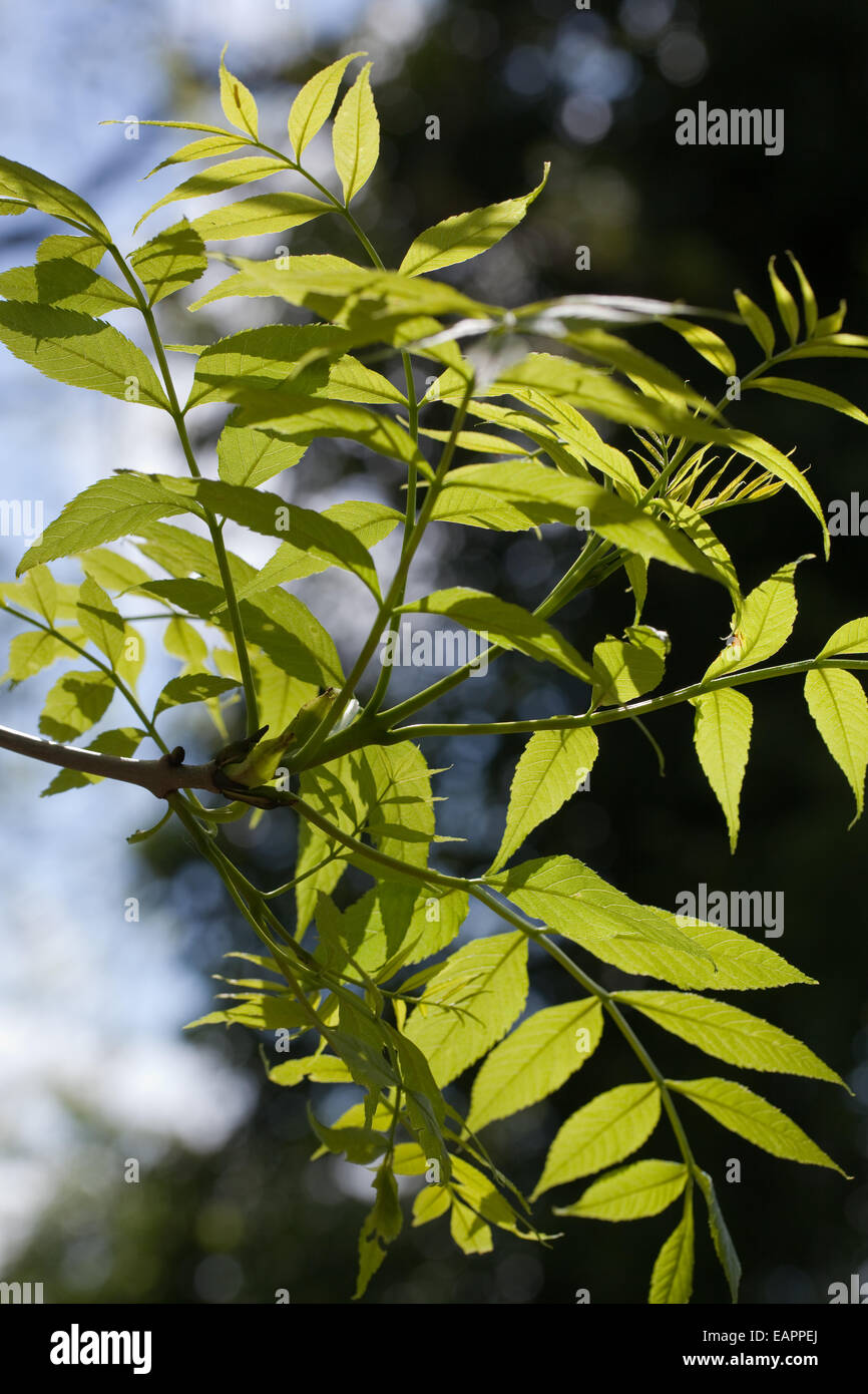 Common ash tree hi-res stock photography and images - Alamy