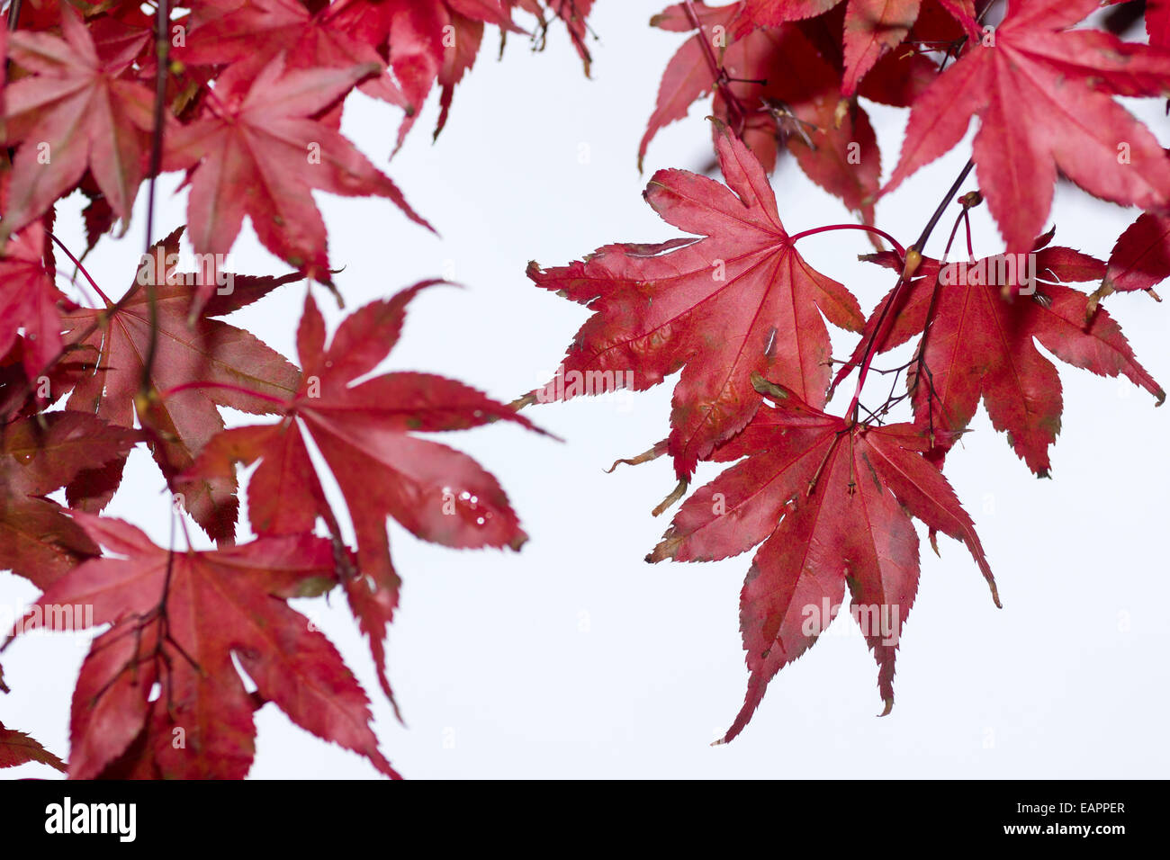 Red autumn foliage of the Japanese maple, Acer palmatum 'Bloodgood ...