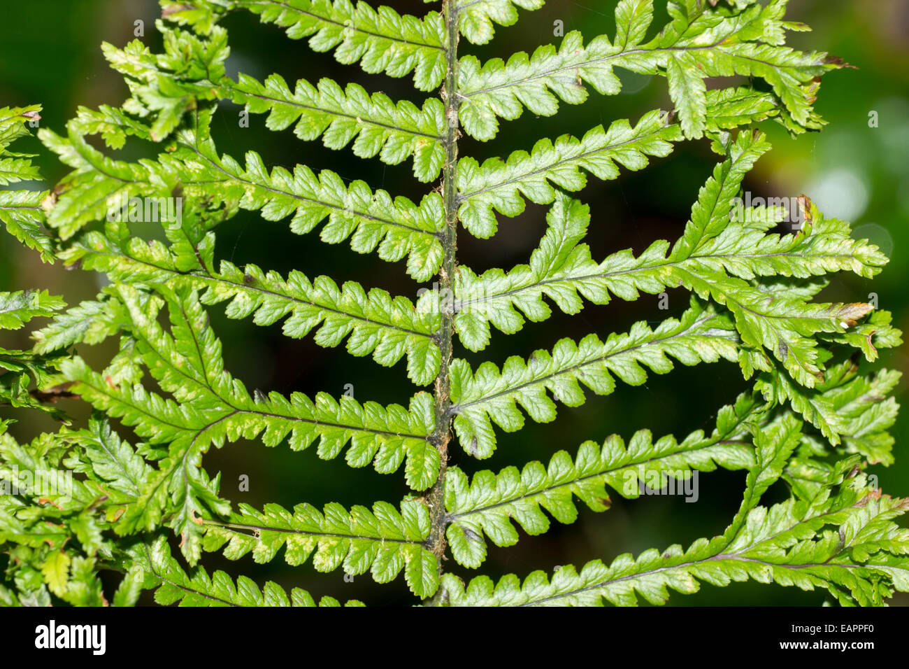 Crested fronds of a variant of a UK native fern variety, Dryopteris ...