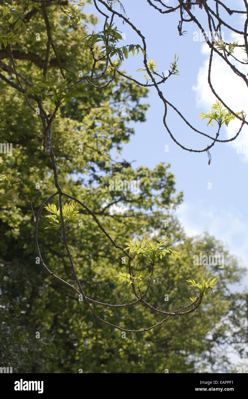 European or Common Ash Tree (Fraxinus excelsior). Typical upturned ends ...