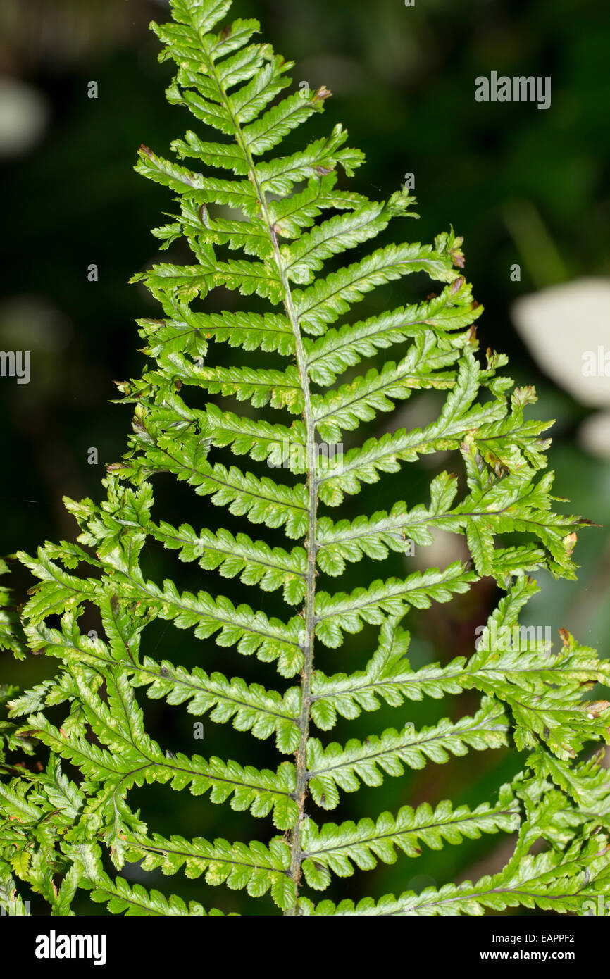 Crested fronds of a variant of a UK native fern variety, Dryopteris ...