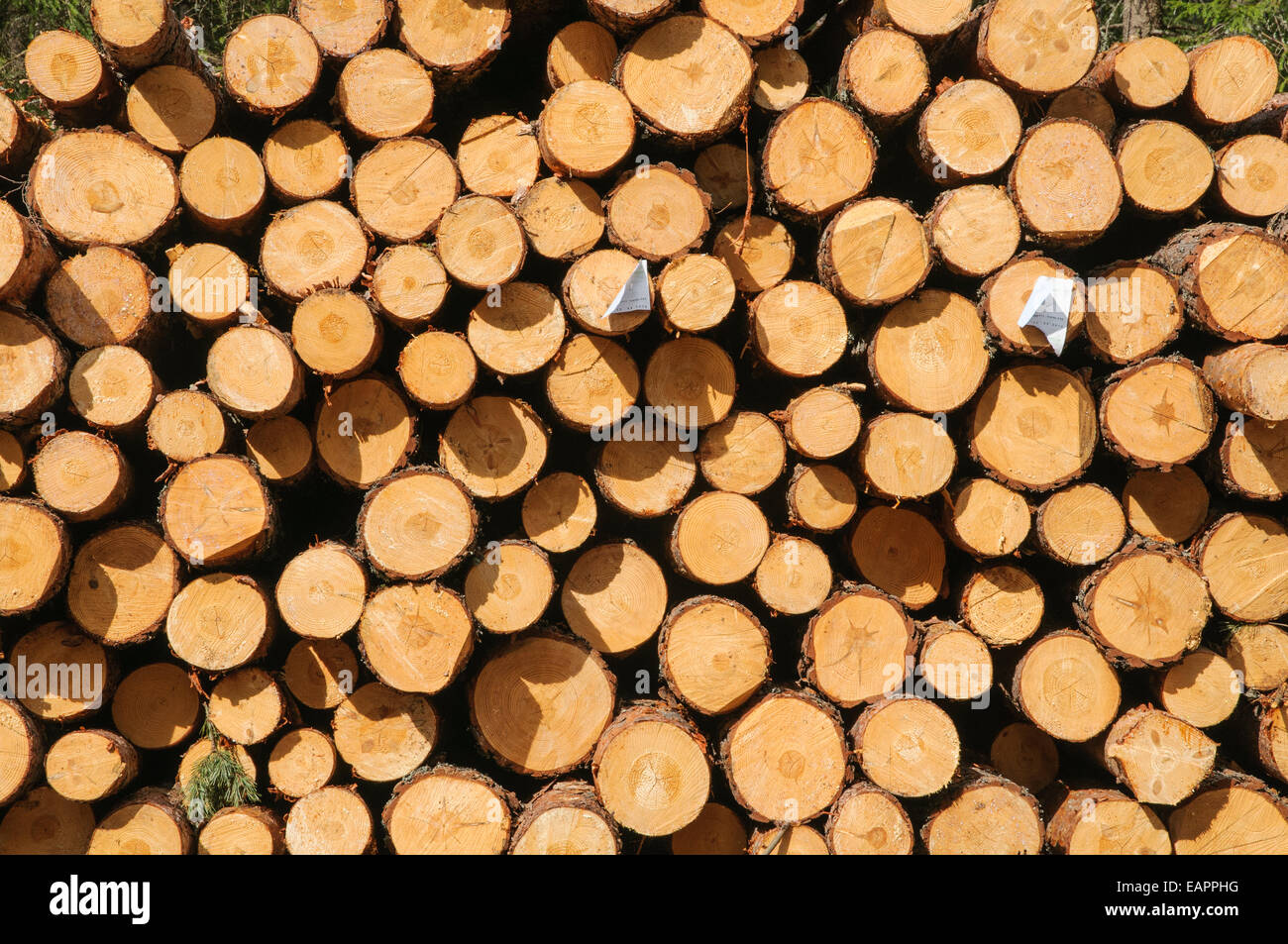 Stack of wooden logs after timber cutting Stock Photo - Alamy
