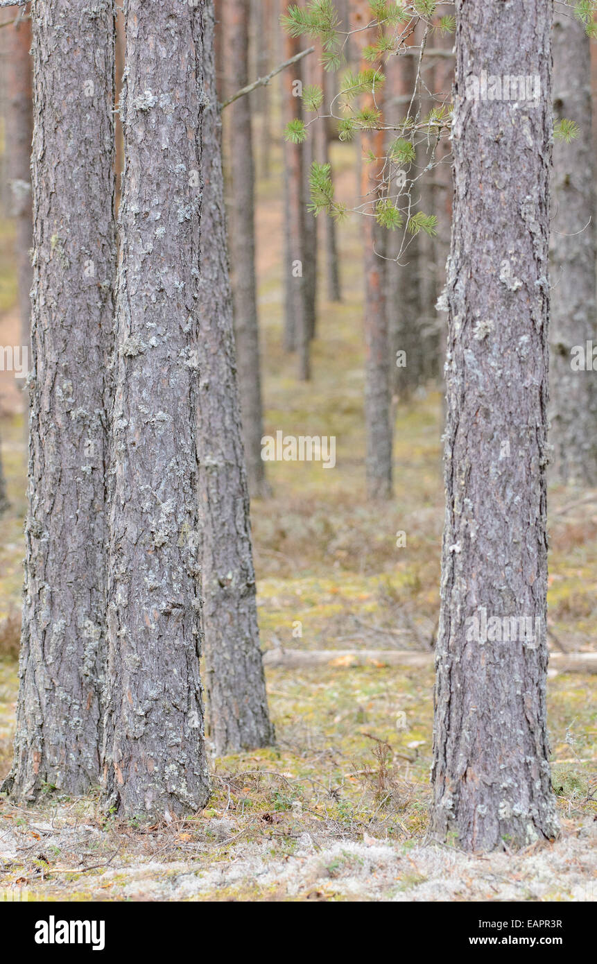 Wooden trunks of pines hi-res stock photography and images - Alamy