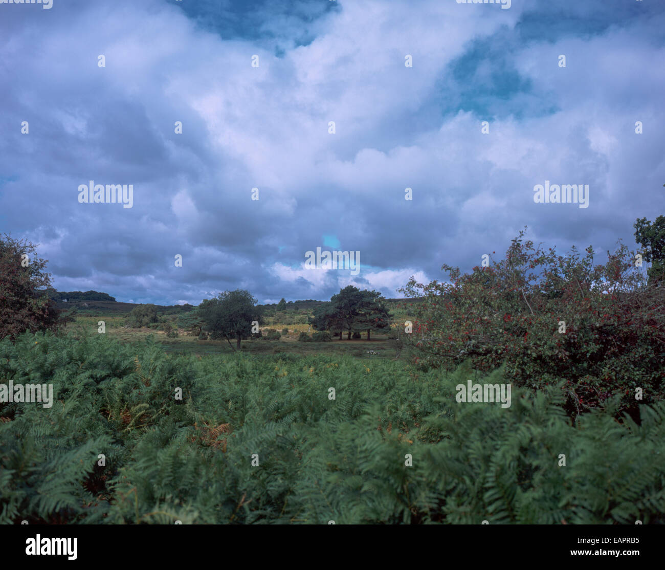 Latchmore brook new forest hi-res stock photography and images - Alamy